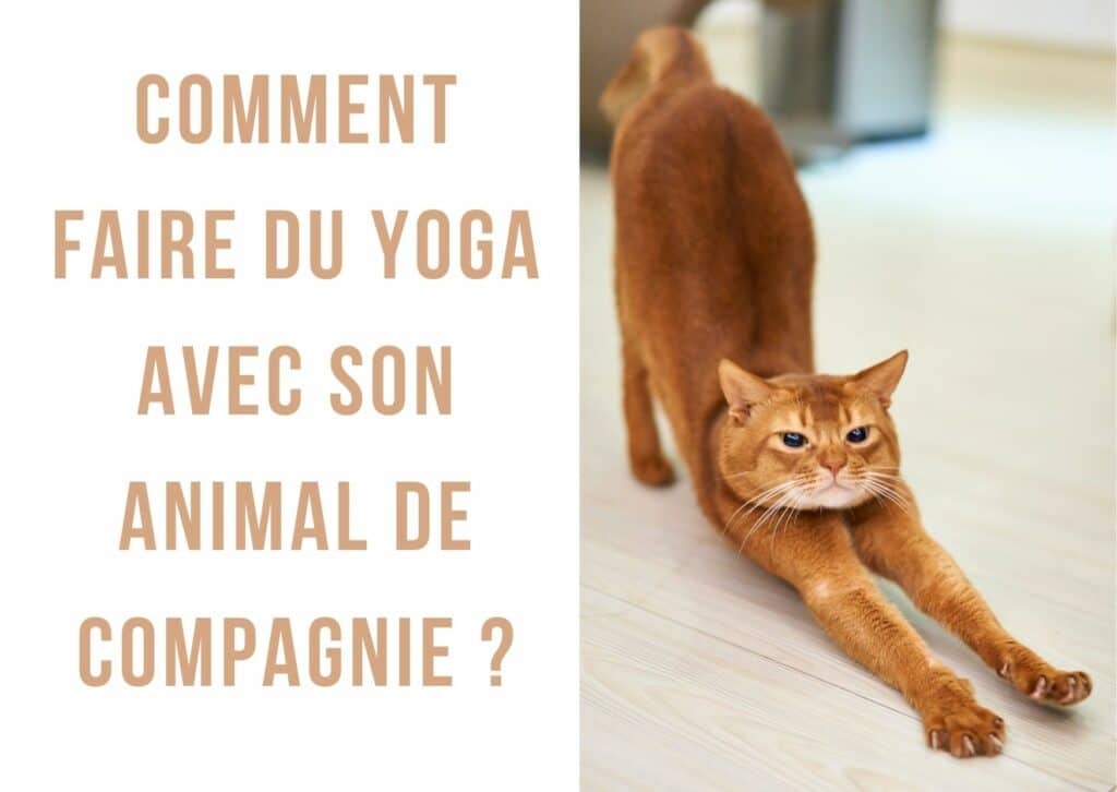 Comment faire du yoga avec son animal de compagnie ? – Yogamatata